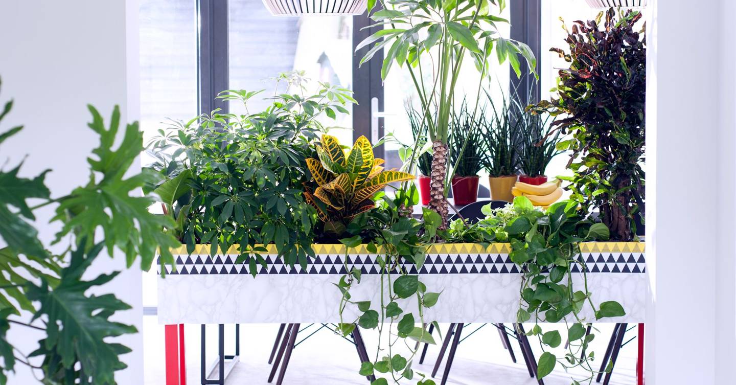10 cool house plants to grow inside | British GQ